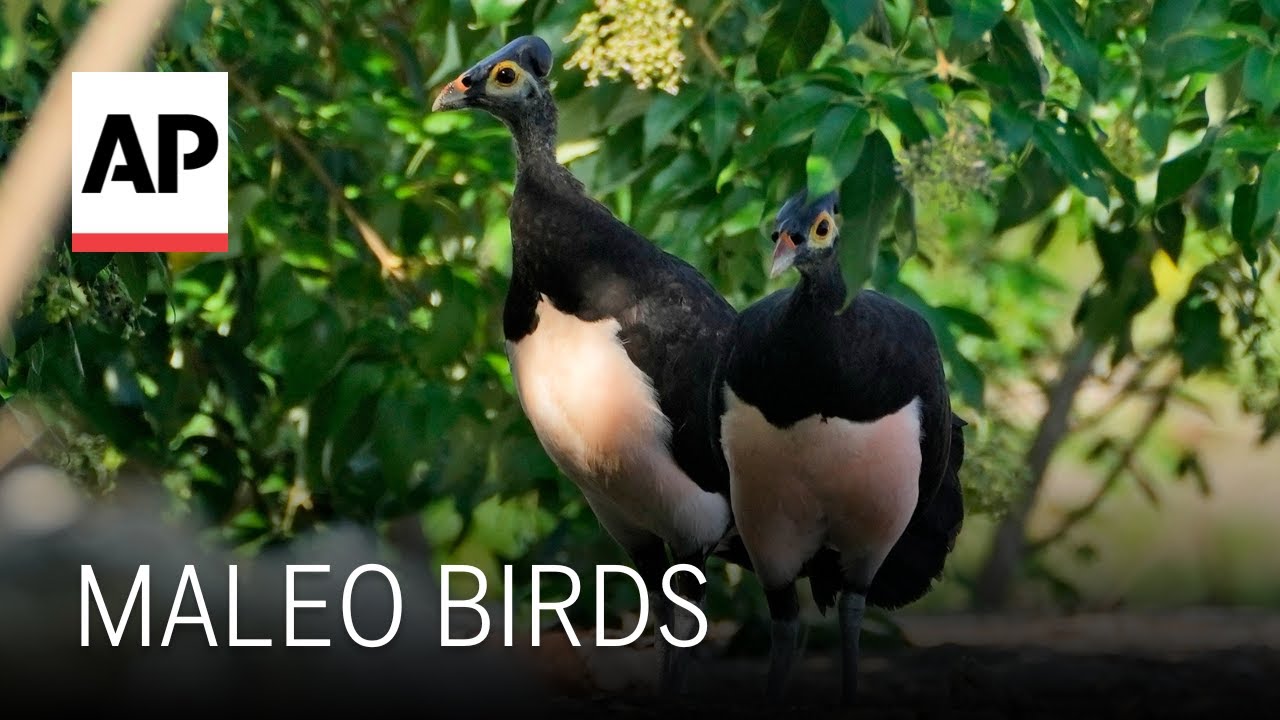 Indonesian maleo birds are threaten by poaching and development - YouTube