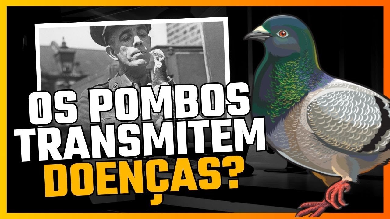 Servem como pets? Mitos e verdades sobre os pombos - YouTube