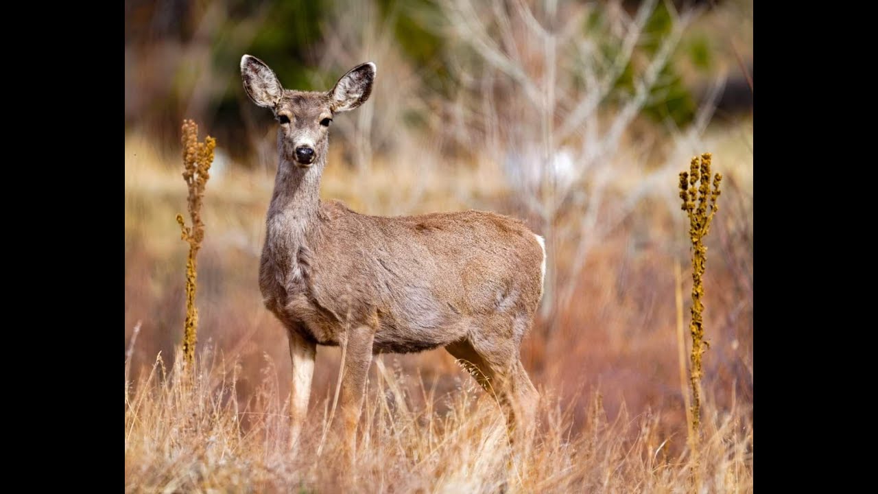 Searching for the Colorado Grizzly Pt.1 Bosque Del Oso - YouTube