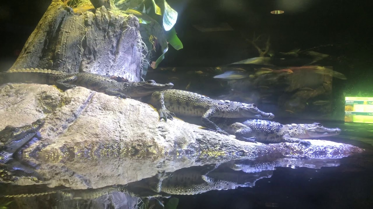 Small Alligators - Dwarf Caiman - OdySea Aquarium - YouTube