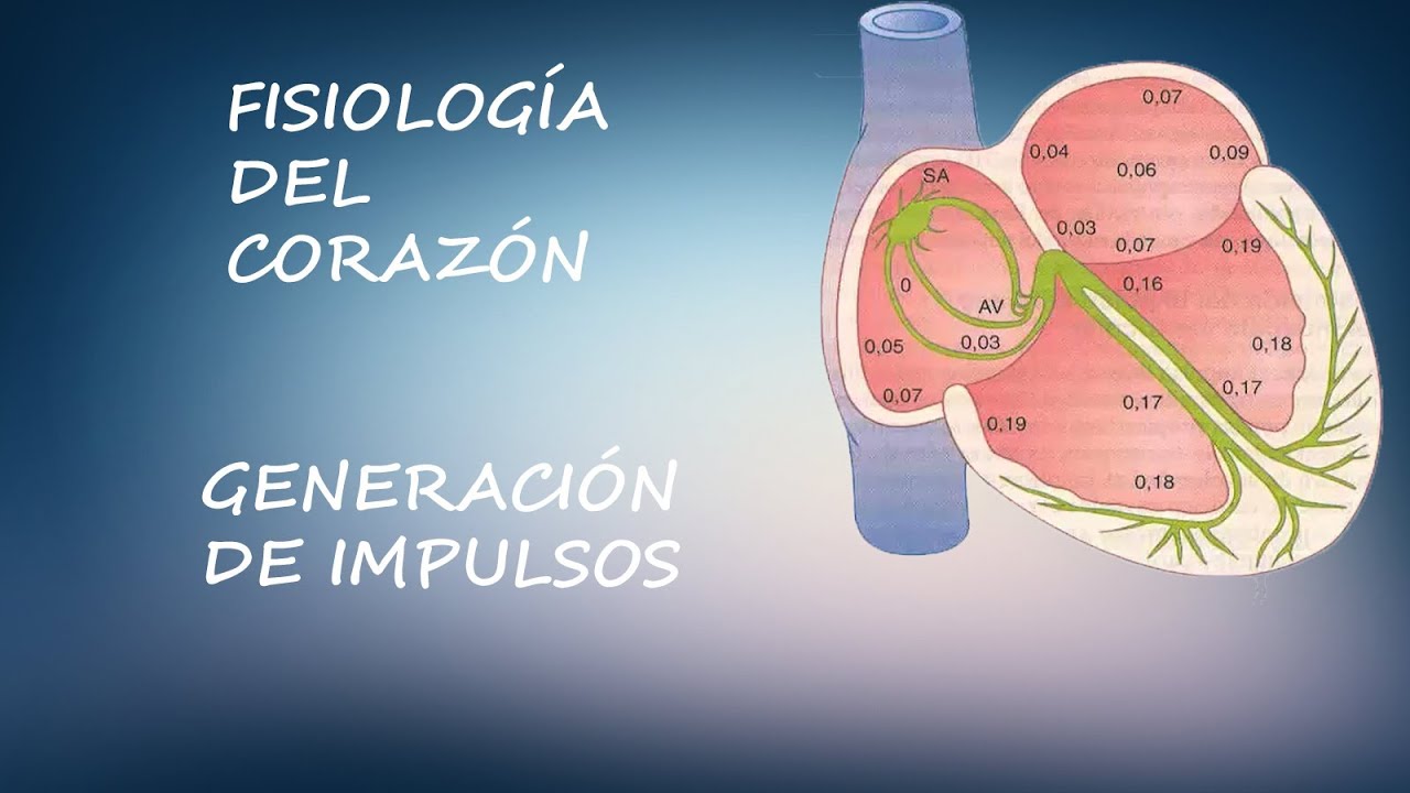 Fisiología del Corazón (generación de impulsos) - YouTube