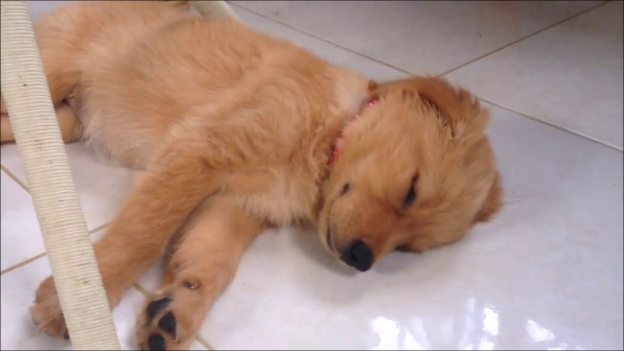 Golden Retriever Puppy 7 weeks to 4 months - YouTube