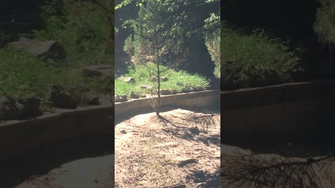 A Pacing Wolf - YouTube