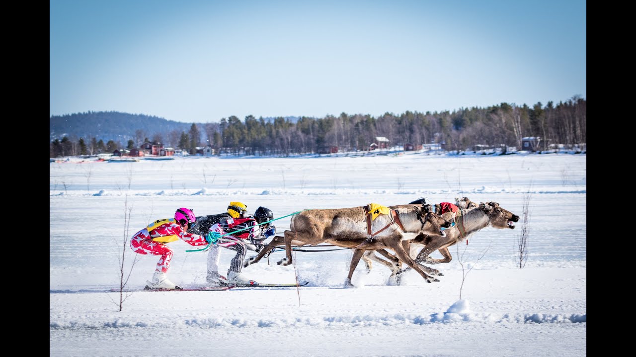 Reindeer Racing in Inari 2016 - YouTube