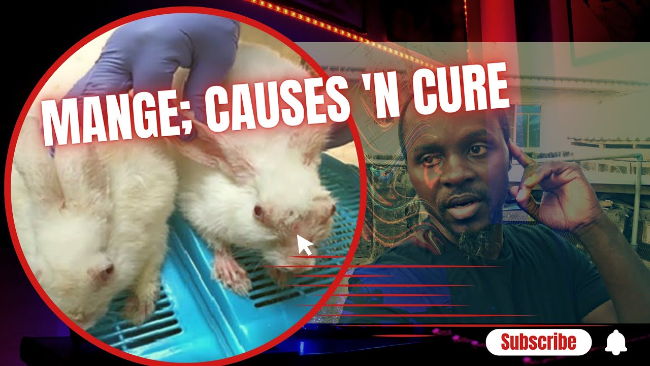 MANGE INFECTION IN RABBITS; CAUSES AND CURE. @scentfarms - YouTube