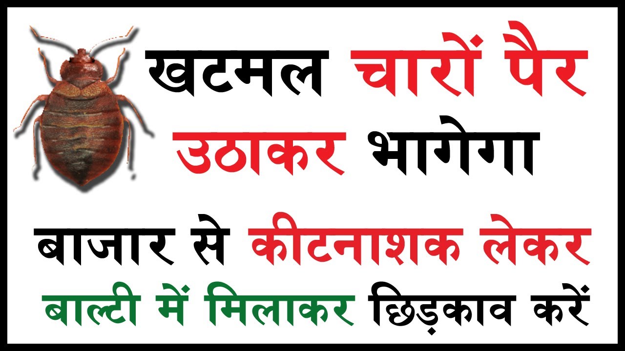 Khatmal Marne Ki Dawa Gharelu Upay || How To Get Rid Of Bed Bugs Fast ...