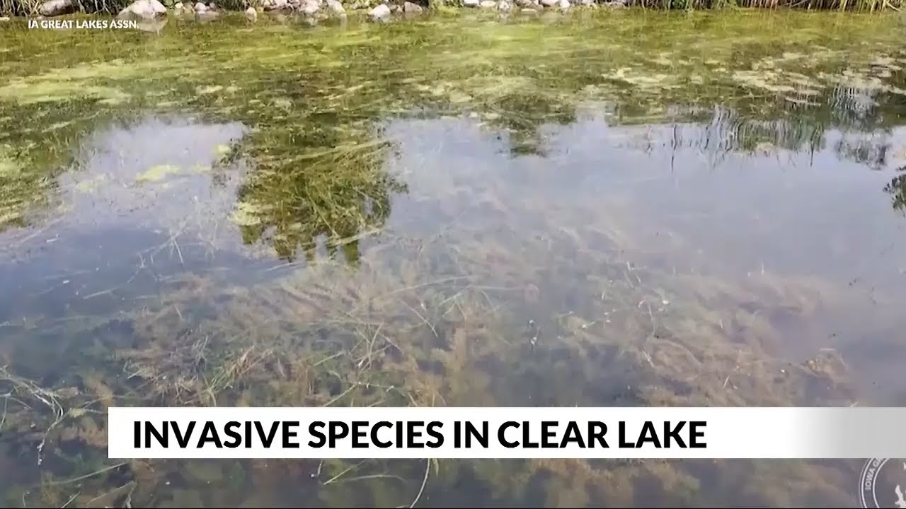 Boaters cautioned about invasive species in Clear Lake - YouTube