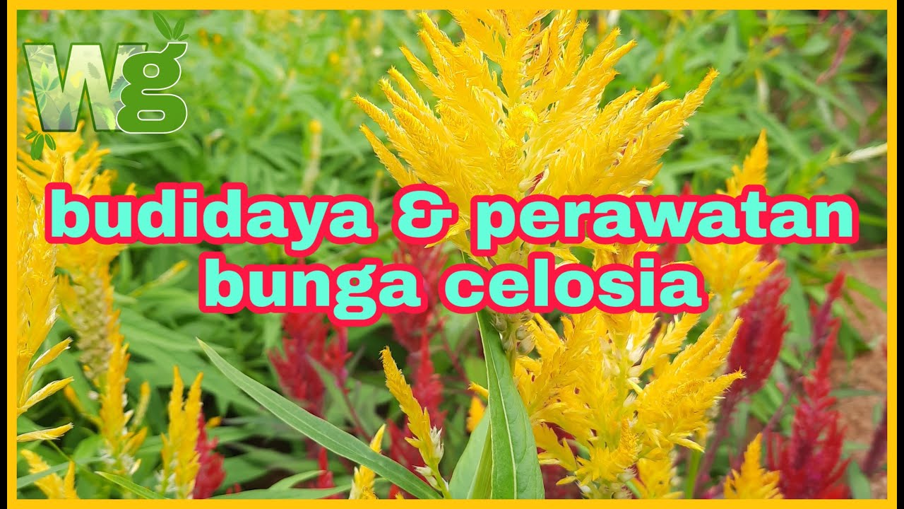 Cara Budidaya Bunga Celosia TERBARU 2020 - YouTube