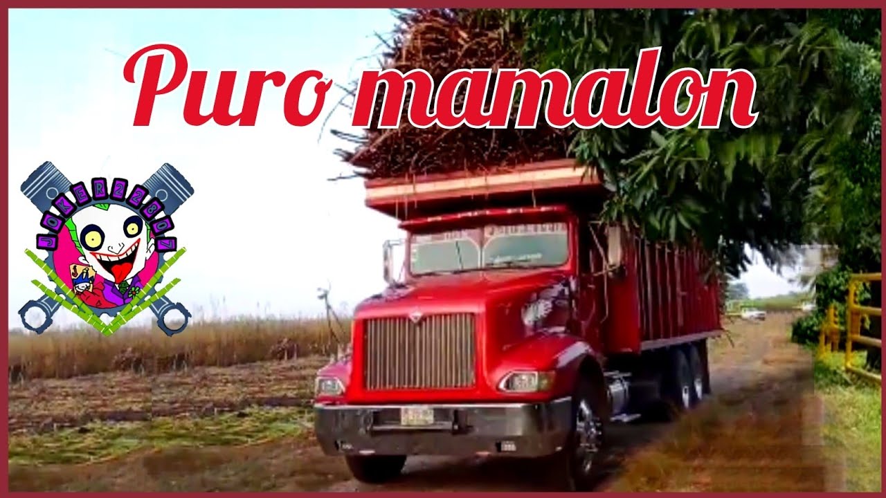 Mamalones saliendo del cañal - YouTube