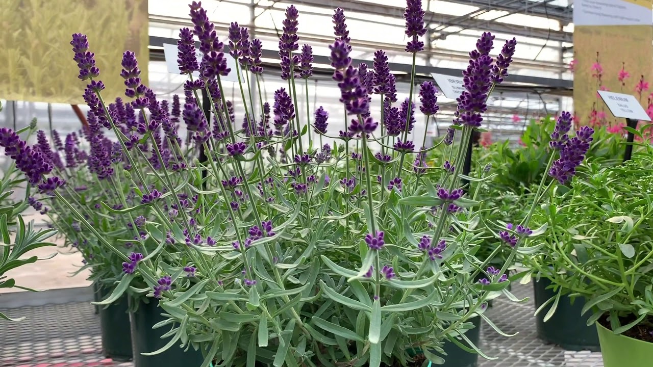 Lavender Super Blue and Annet - Sant Open House 2019 - YouTube