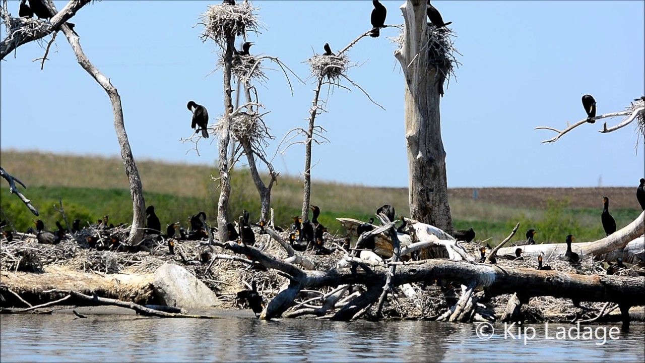 Minutes at Double crested Cormorant Rookery - © Kip Ladage - YouTube