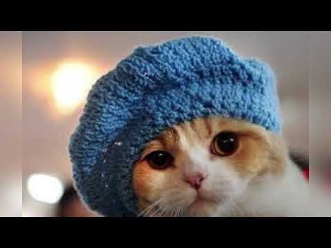 Kitty Lea
