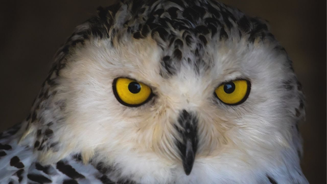 Snowy Owl Sounds | Owl Sound Effects | Birds Singing | Robin Chirping ...