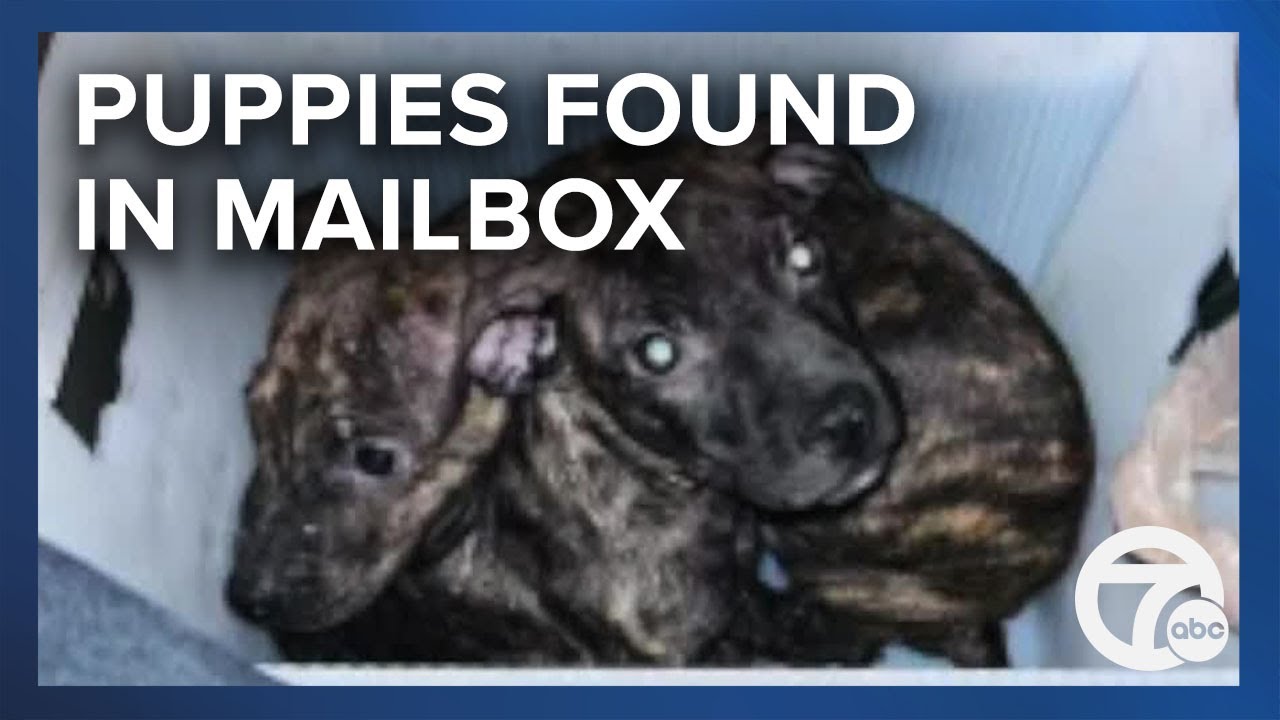 Two puppies left in Troy USPS collection box - YouTube