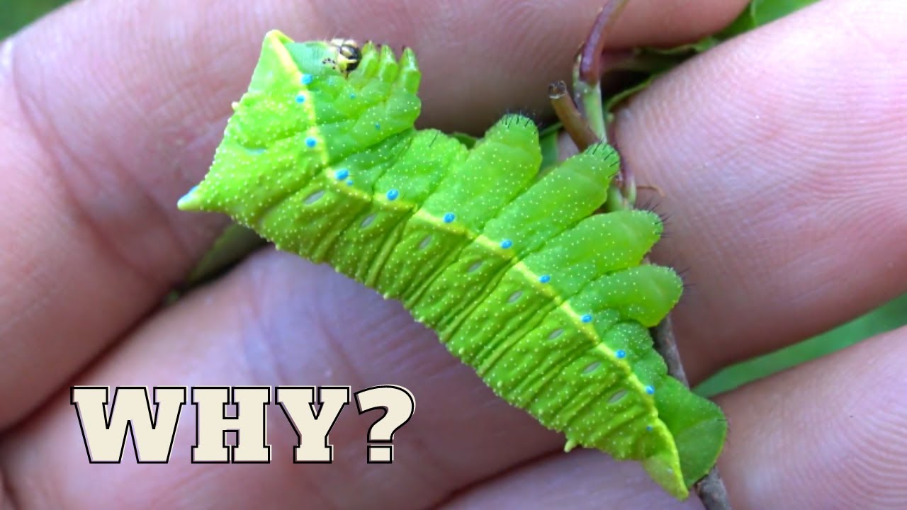 WHY can this CATERPILLAR SQUEAK? - YouTube