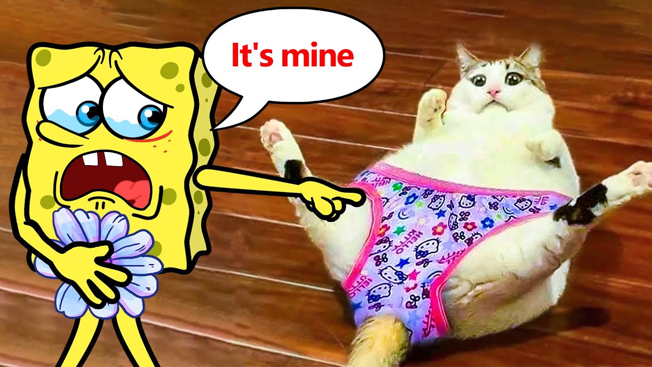 Funny Dogs And Cats Videos 2023 - Best Funniest Animal Videos Of The ...