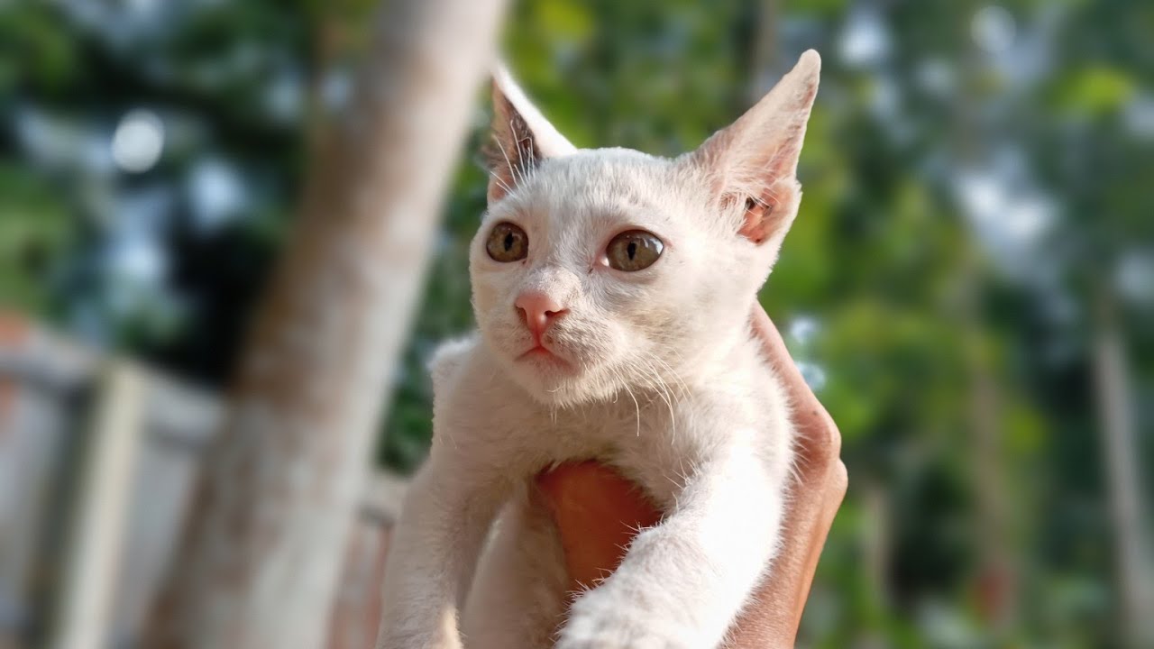 Jenifer jerry is live #cat #viral #video #kitten #pets #share # ...