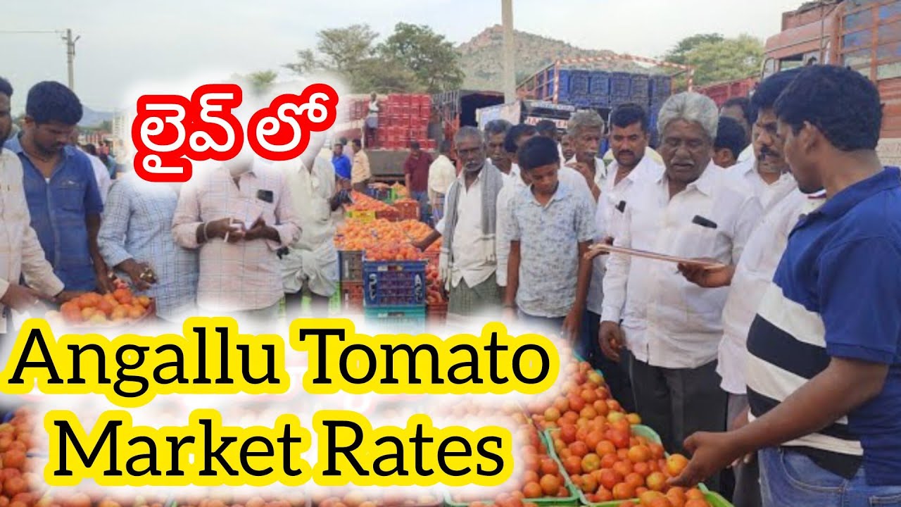 03-09-2025 today angallu market టమాట #angallutomatoprice #telugutomato ...