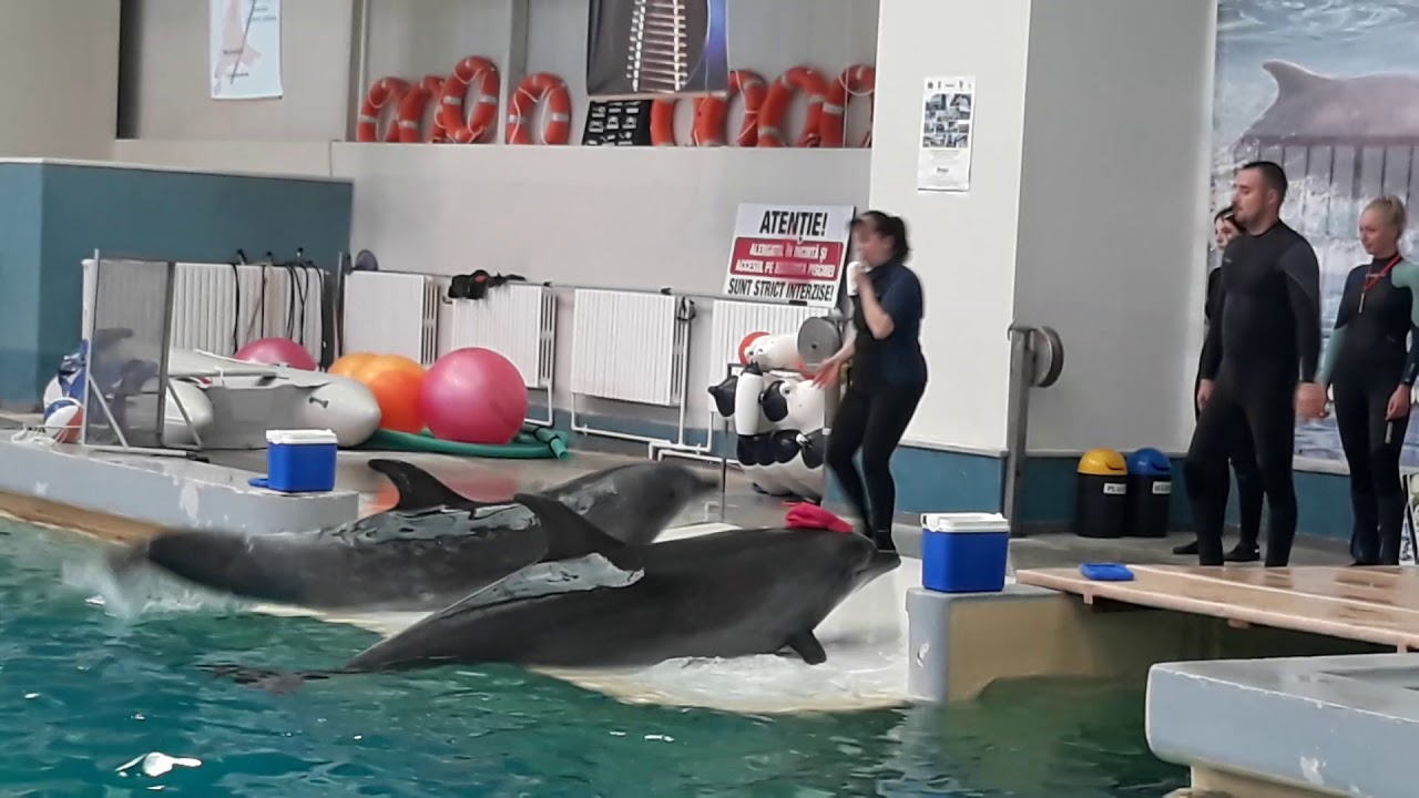 Delfinariu Constanța- Demonstrație - YouTube