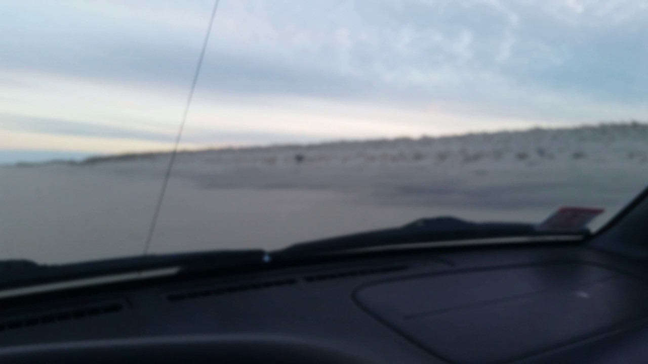 Great Dane Hunting on Cape Cod - YouTube