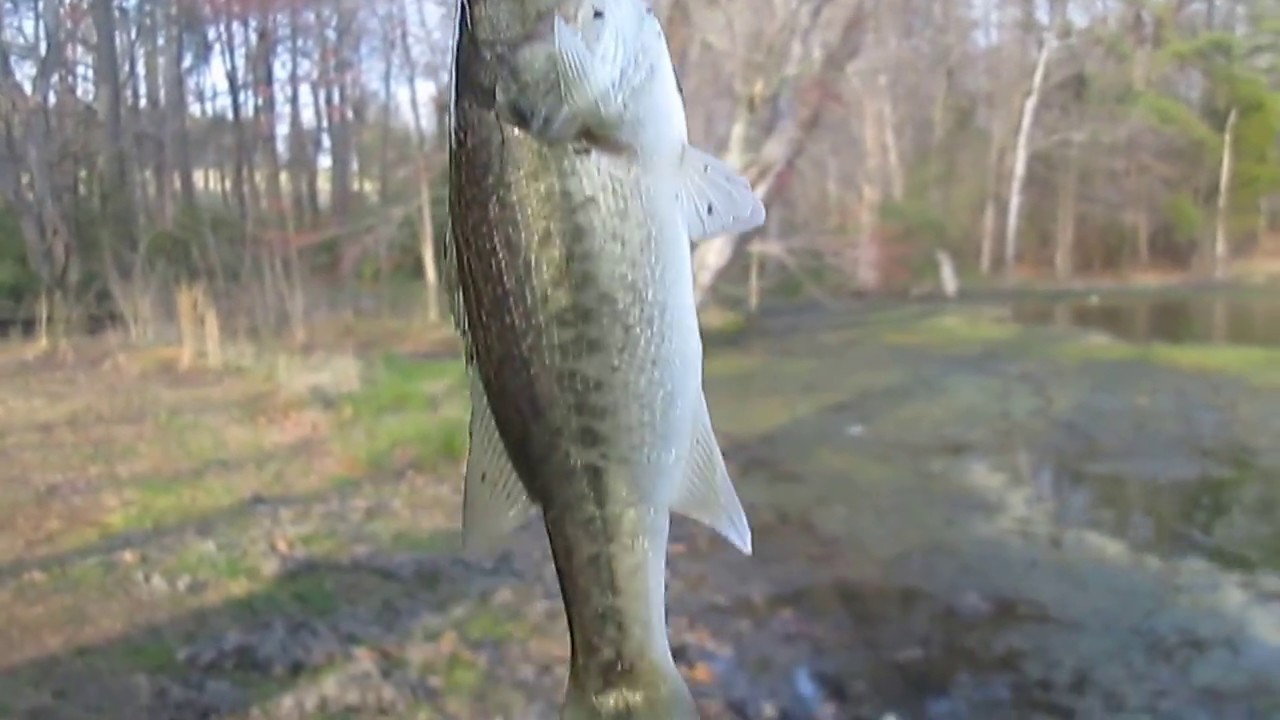 Long Lake's Bass, Albemarle, NC - YouTube