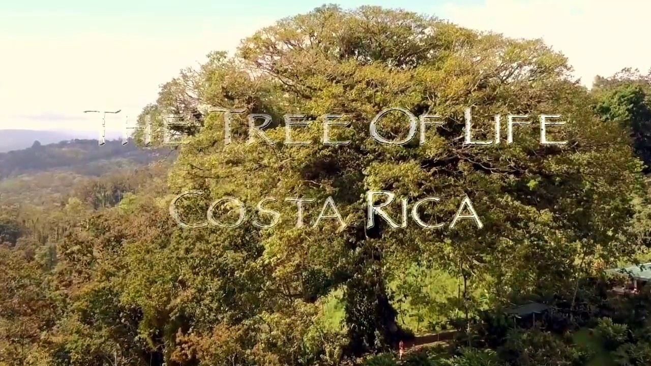 Tree of Life Costa Rica ! - YouTube