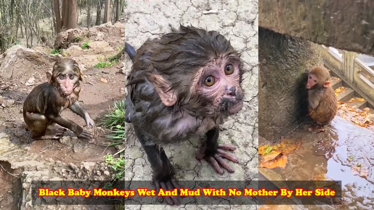 Black Baby Monkeys Wet And Mud With No Mother By Her Side To Care And ...