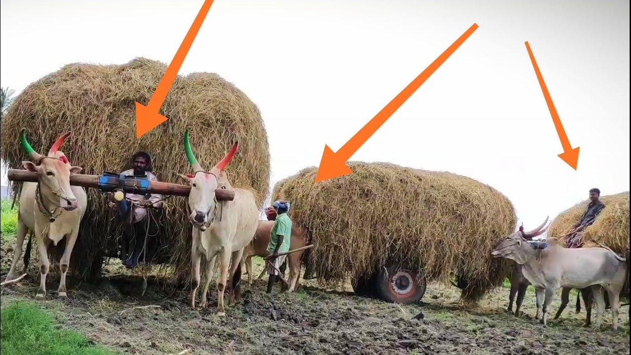 bullock cart vaikkol full loading working agricultural land village ...