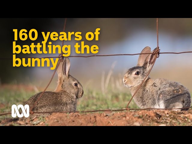 Rabbit Damage Environment Australia Citizen Scientists Hop To It With