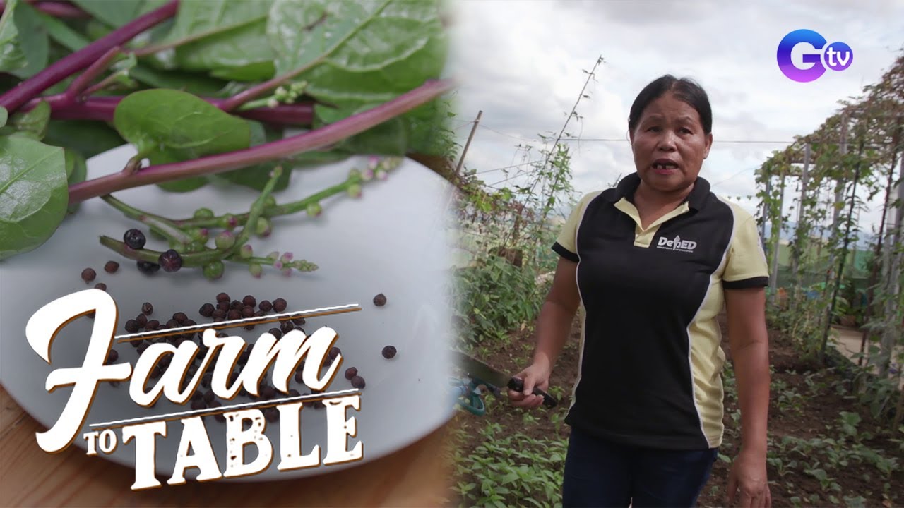 Get to Know the Alugbati Plant! | Farm To Table - YouTube