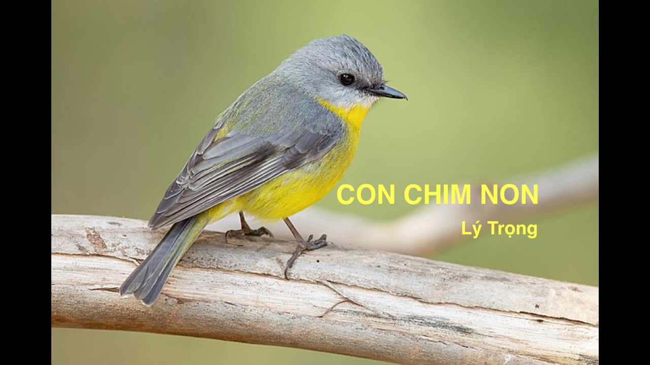 Con Chim Non - Lý Trọng - Guitar Đệm Hát - Tone C - YouTube