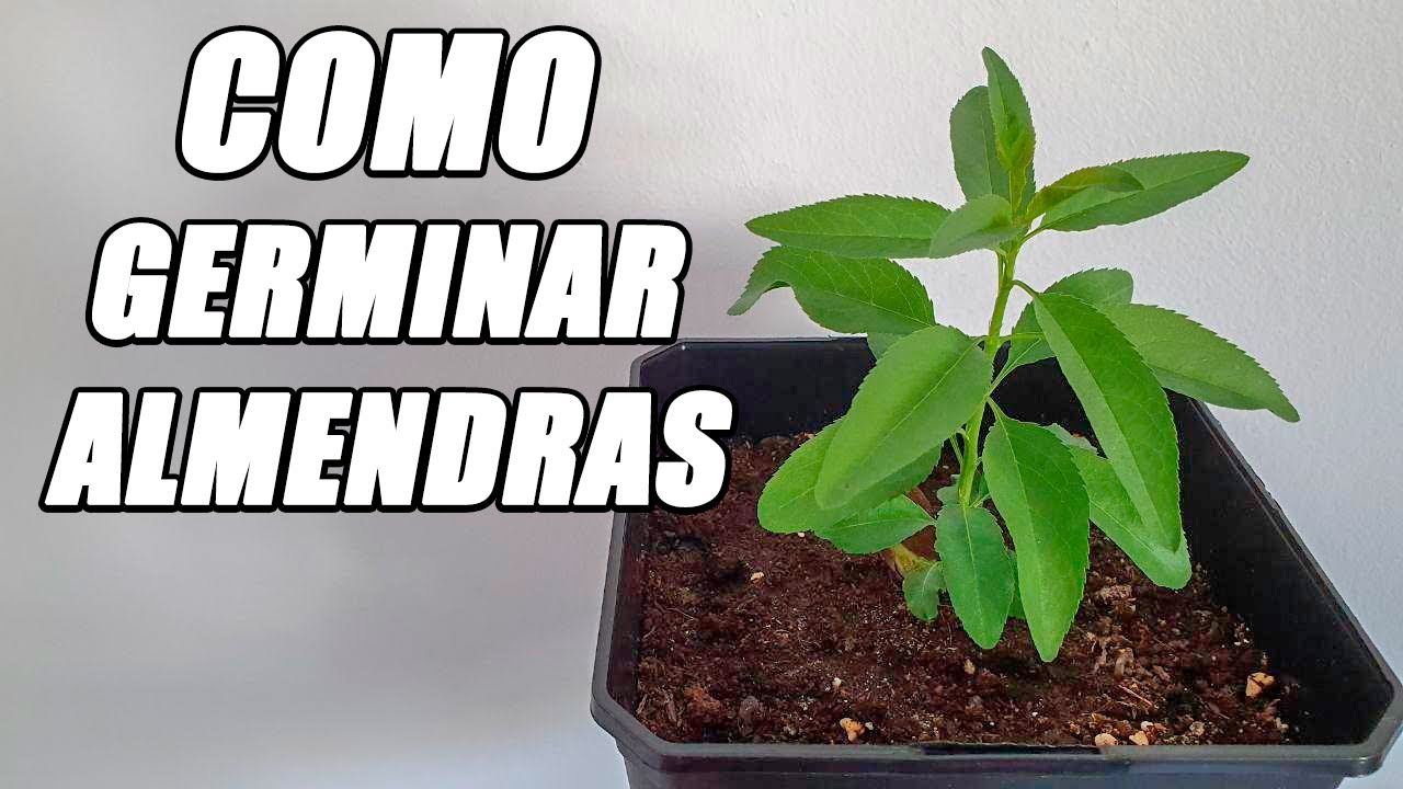 Germina Una ALMENDRA y Obtiene Tu Propio Árbol | La Huerta De Alber ...