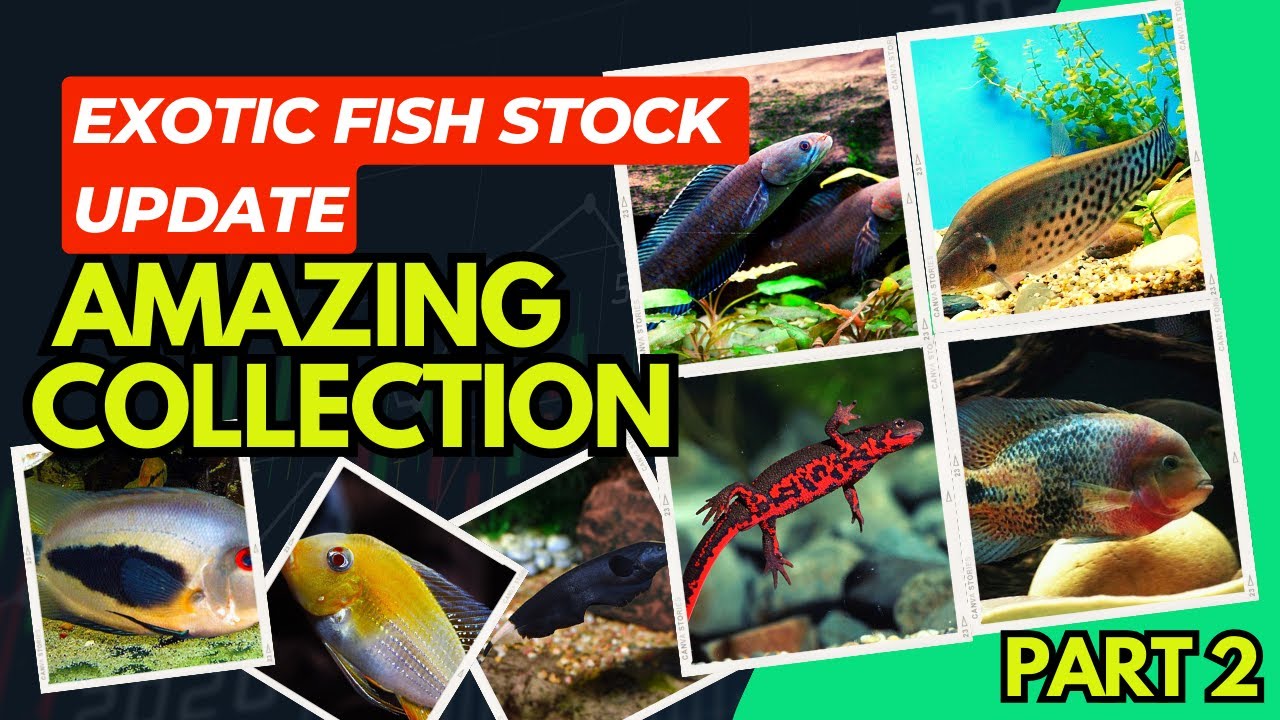 Part 2 Most Rare Exotic Fish Collection at Fish & Aquarium hobby Store ...