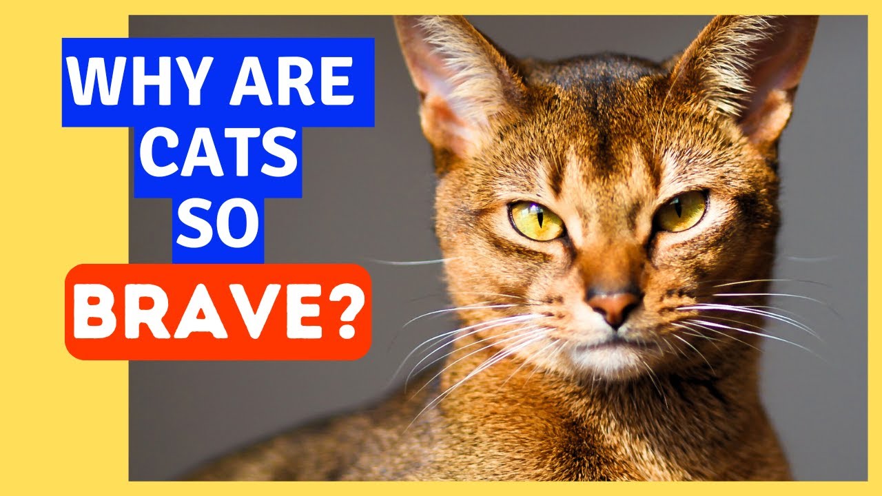 7 True Reasons Why Your Cats Are SO BRAVE & INTELLIGENT! - YouTube
