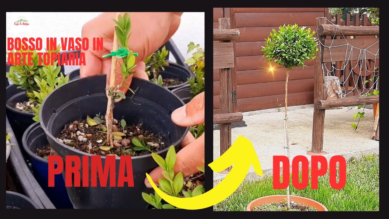 BOSSO IN VASO IN ARTE TOPIARIA PASSO PASSO - YouTube