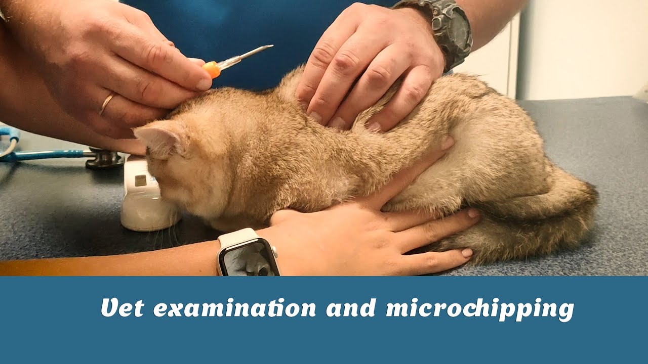 British shorthair kitten at vet clinic | Microchipping a kitty - YouTube