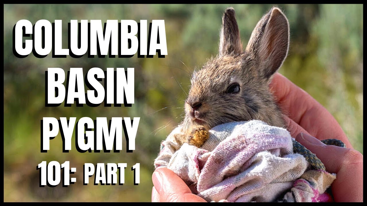 Columbia Basin Pygmy Rabbit 101: Part 1 - YouTube
