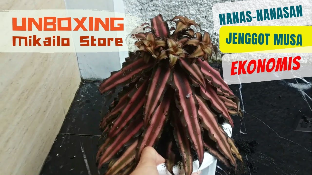 Unboxing Tanaman Hias JENGGOT MUSA, NANAS-NANASAN Dari Mikailo Tani ...