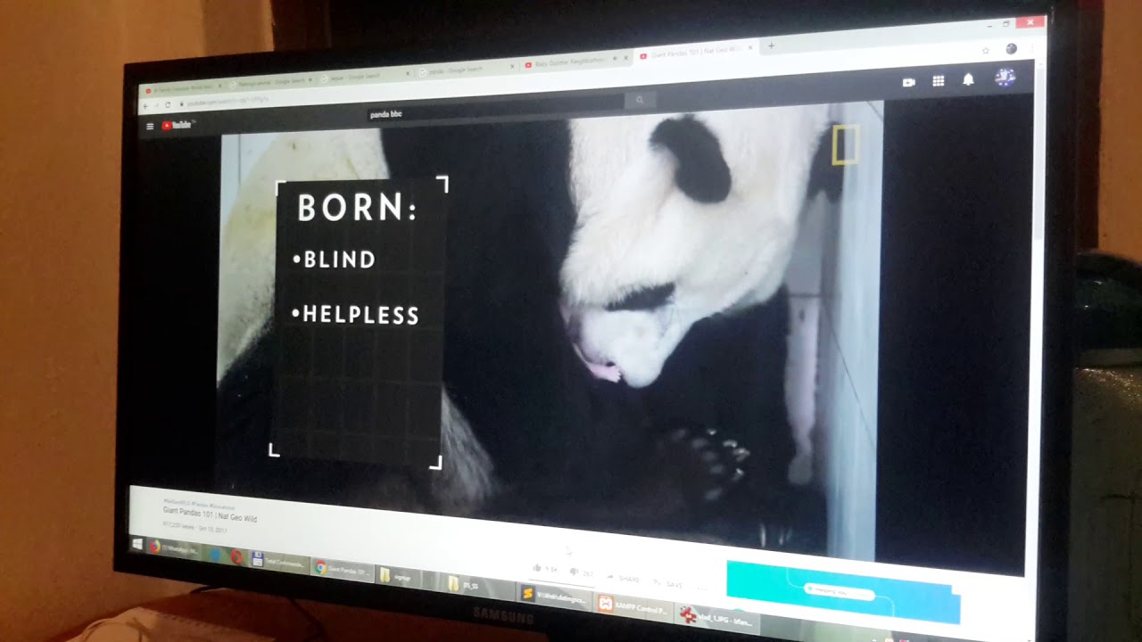 Baby Einstein. Animals in my Rainforest Part 7 Panda, Wild Animals ...