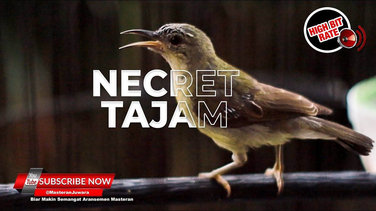 🔴Kolibri Manggar Betina Gacor Full Necret Rapet Masteran Terbaik Murai ...