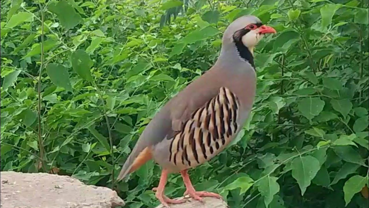 | Chakor ki awaaz | Chakor sound |Pakistan national bird |Голос Кеклик ...