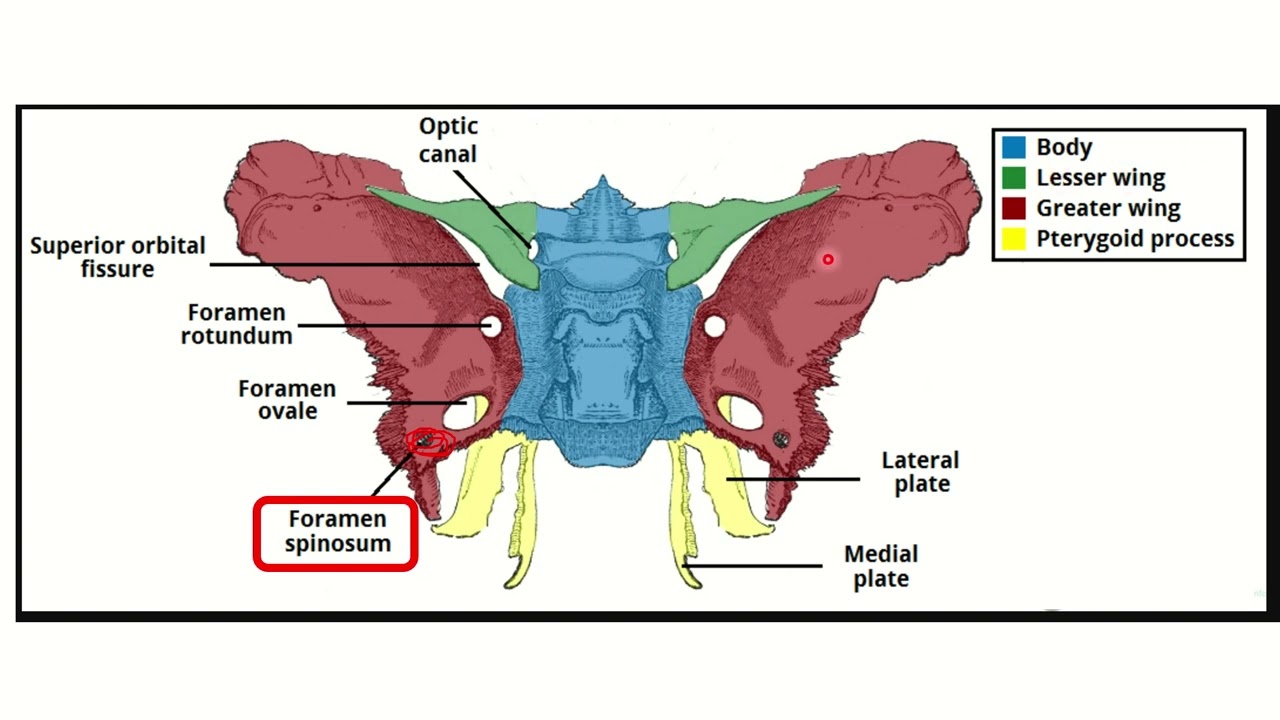 Skull base foramina foramen spinosum MRCS question solve (CRACK MRCS ...