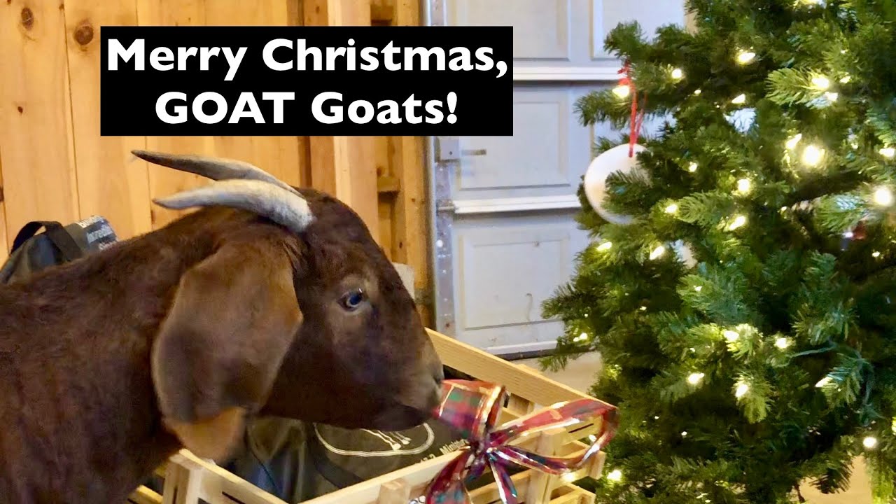Merry Christmas, GOAT Goats! - YouTube
