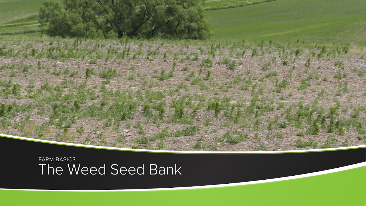 The Weed Seed Bank - YouTube