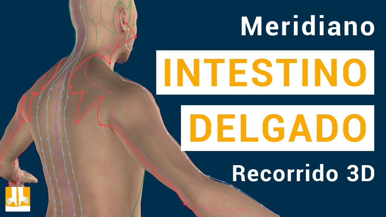 El meridiano del Intestino delgado - Recorrido 3D punto a punto - YouTube