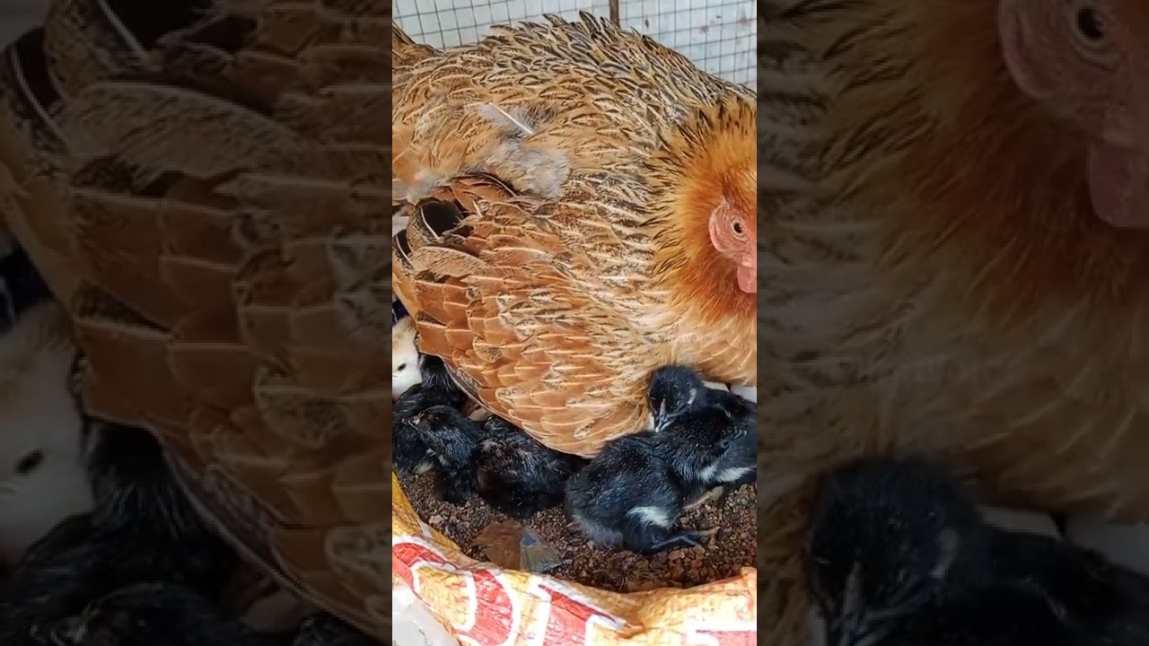 கோழி குஞ்சு பொரிக்கும் அரிய காட்சி | Chicken Birth video #Chicken # ...