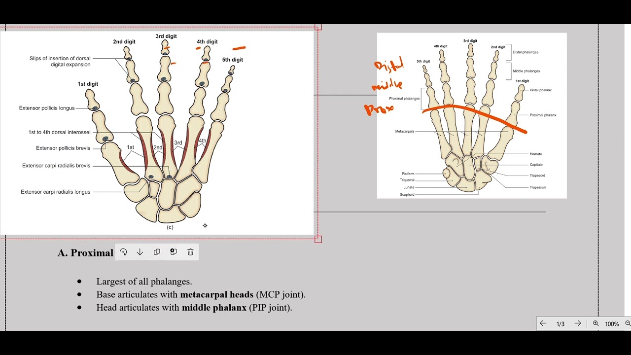 phalanges bone anatomy part 1 - YouTube