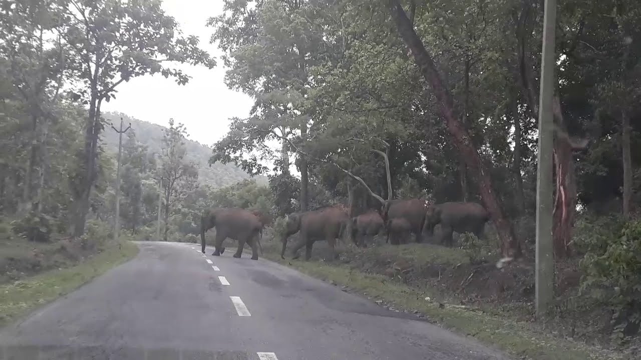 Muthanga Wildlife Sanctuary | Wayanad. - YouTube