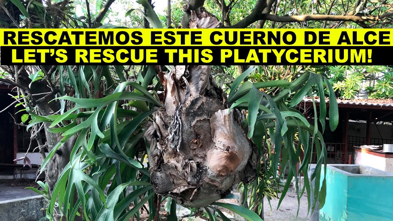Rescatemos este helecho Cuerno de Alce (Platicerio) #hanging ferns # ...