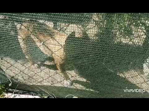Kangal pitbul buluşması